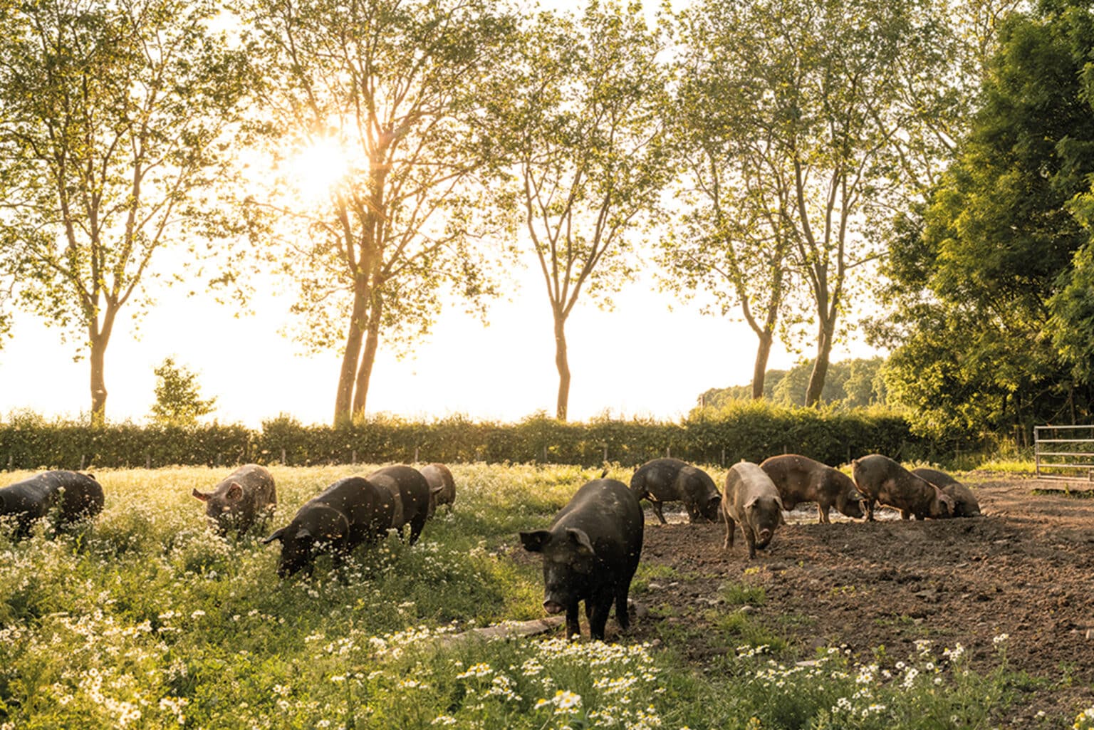 VHC Jongens - Horeca Groothandel - Oostzaan